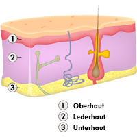 Die Haut – Hilteon Head Medical